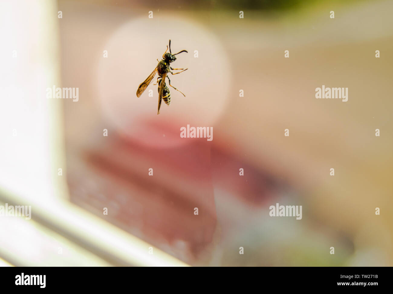 Fly sitting on the window on the glass in a white round halo, insect ...