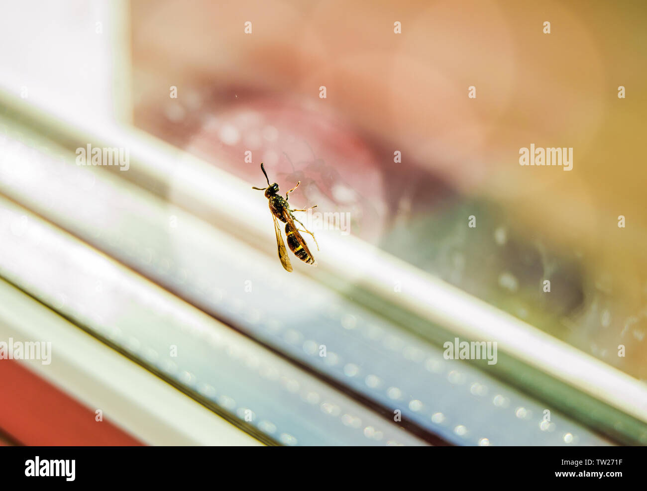 Fly sitting on the window on the glass in a white round halo, insect ...