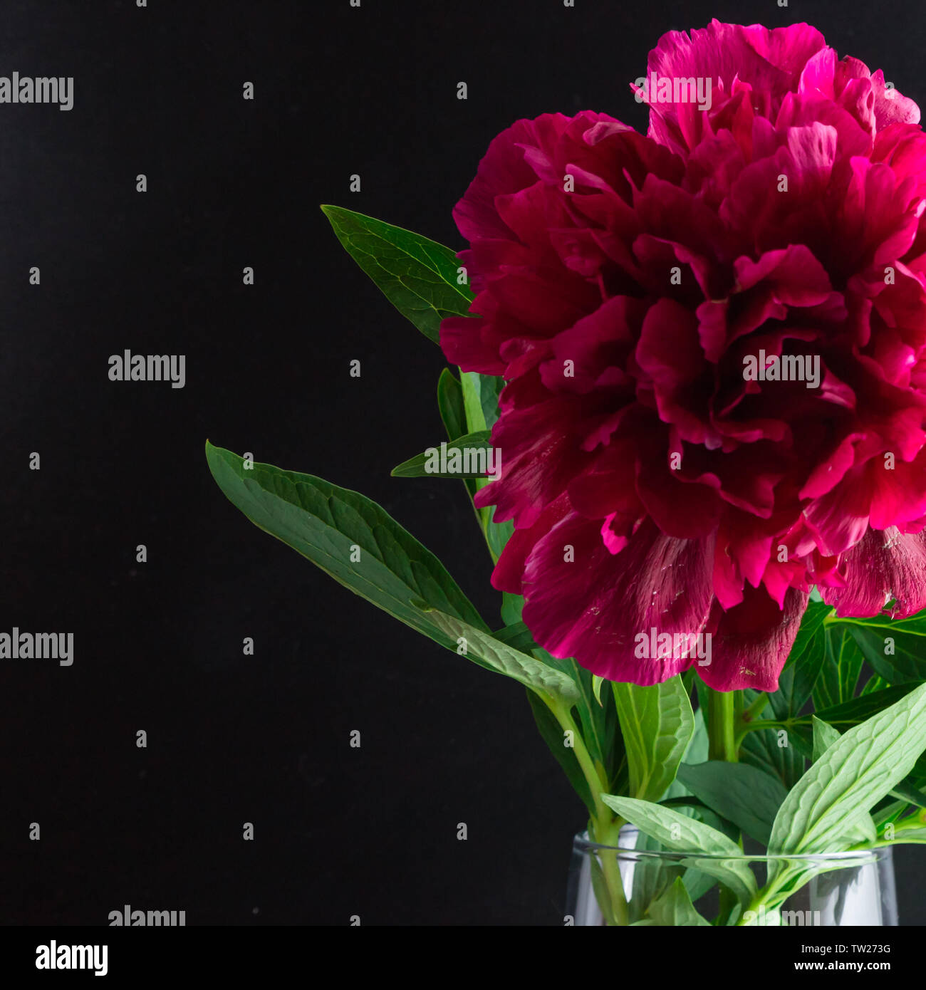 Close up burgundy peony in a glass vase on a black background Stock ...