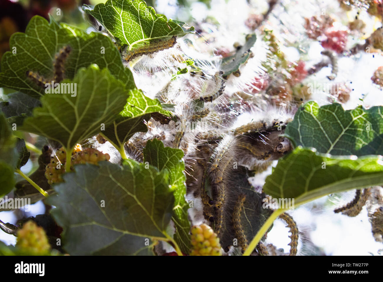 Caterpillars feed on mulberry leaves. Insect pests devour the green ...