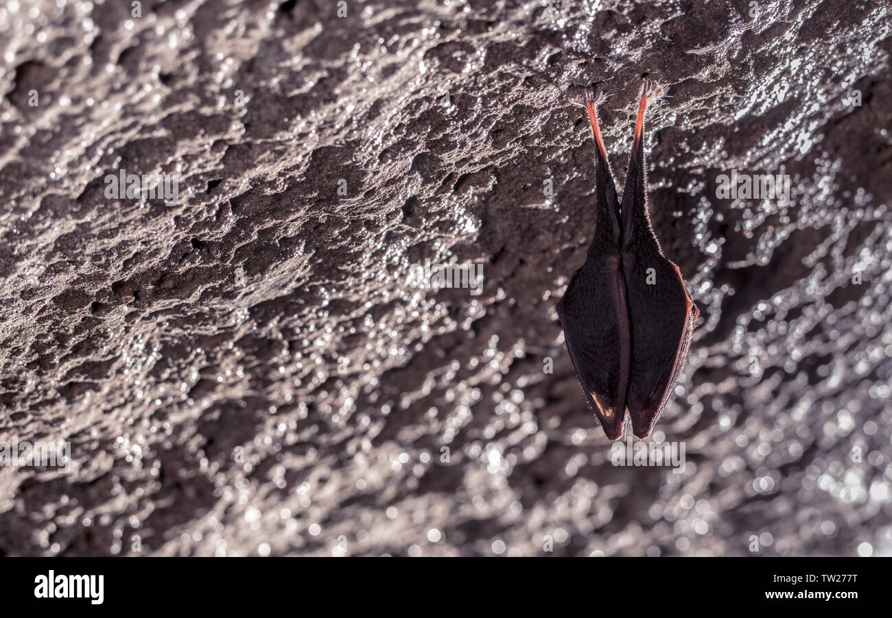 Close up small sleeping horseshoe bat covered by wings, hanging upside ...
