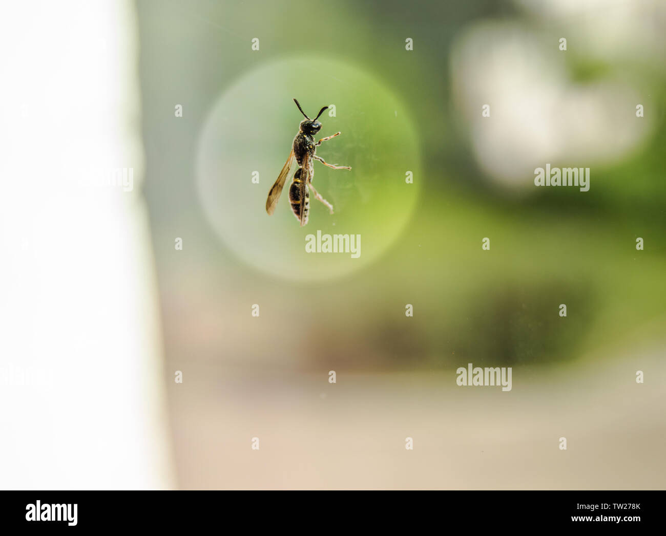 Fly sitting on the window on the glass in a white round halo, insect ...