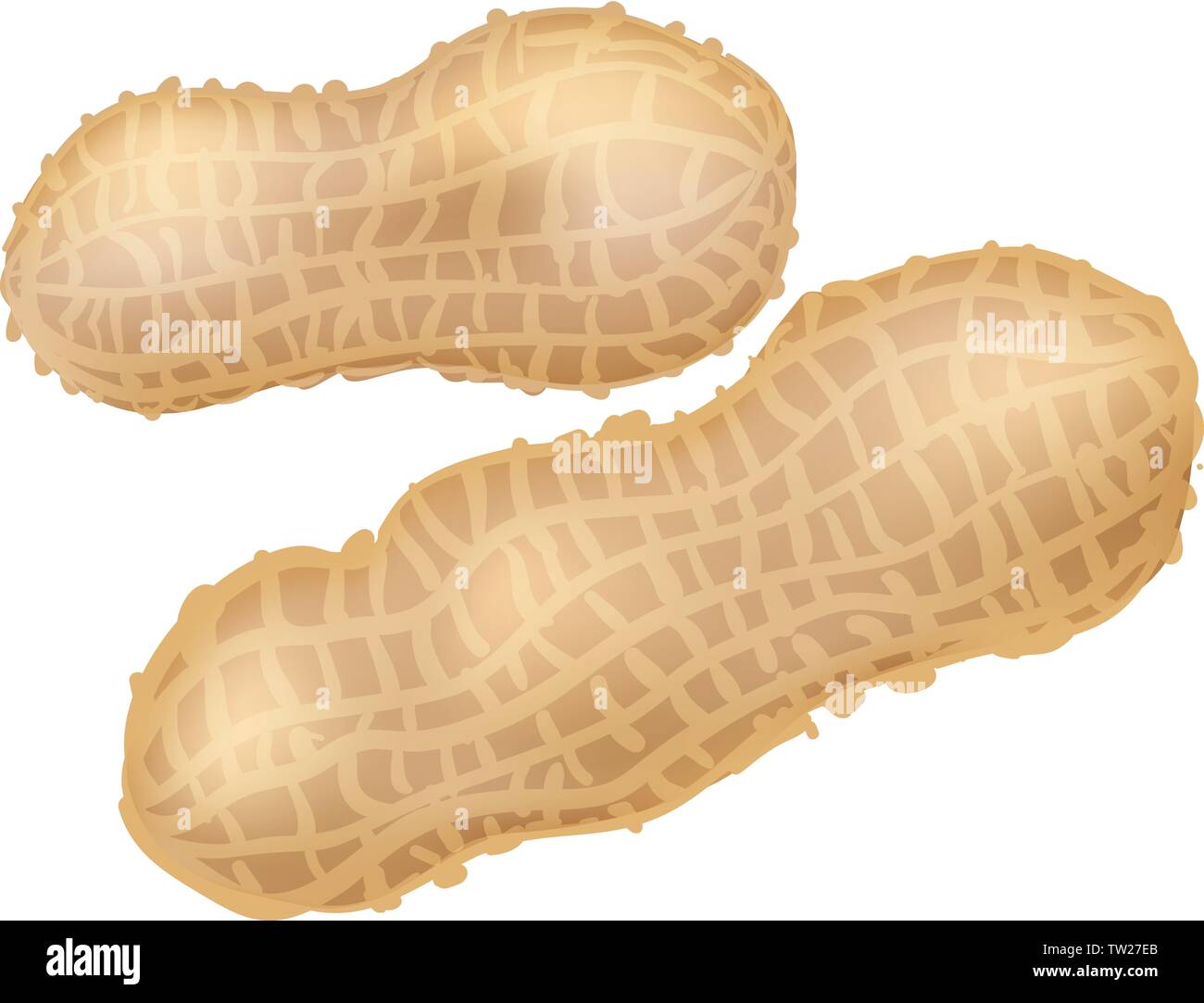 Peanut icon. Cartoon of peanut vector icon for web design isolated on ...