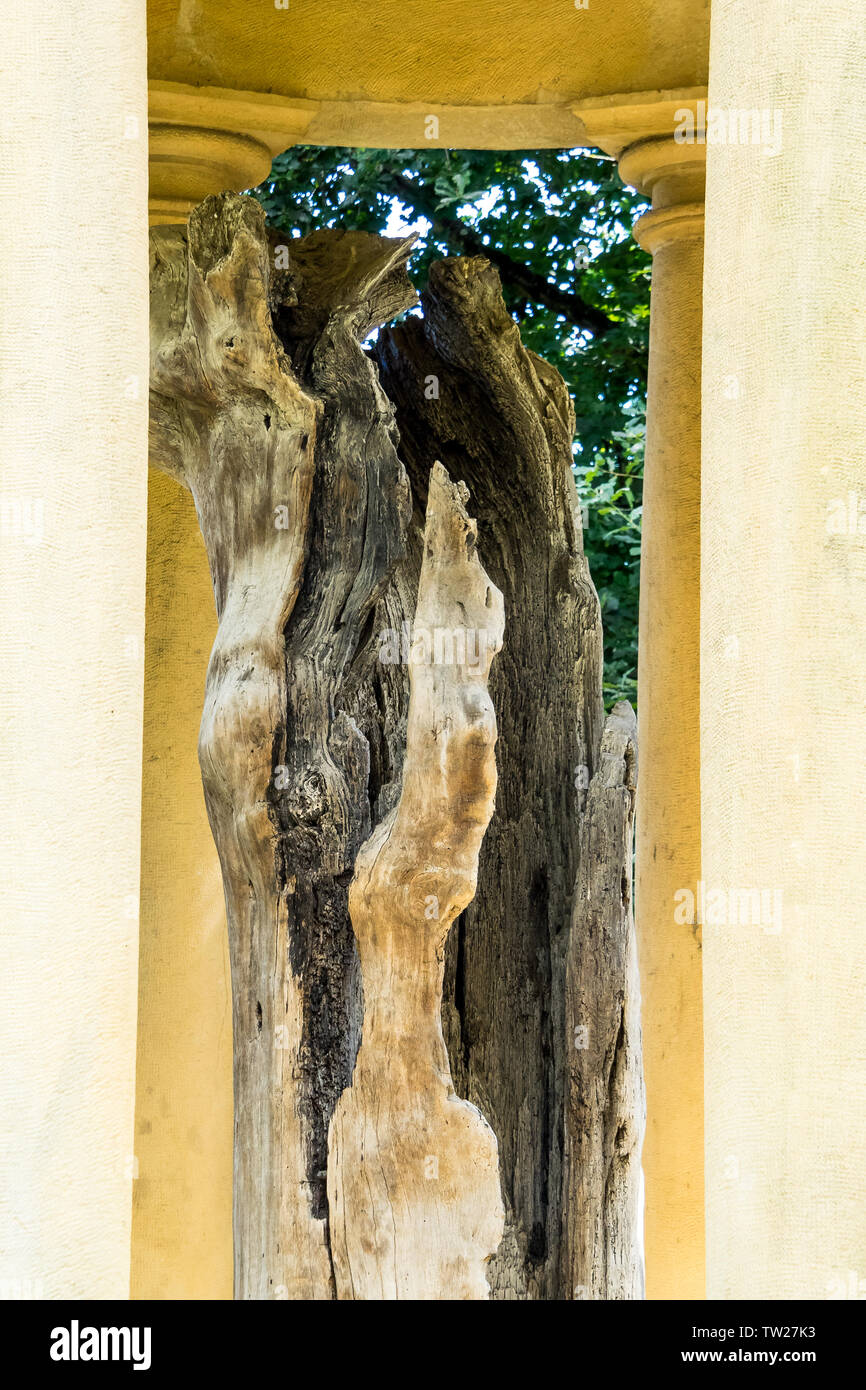 The old oak tree of Gernika - Guernica, Spain. It symbolizes ...