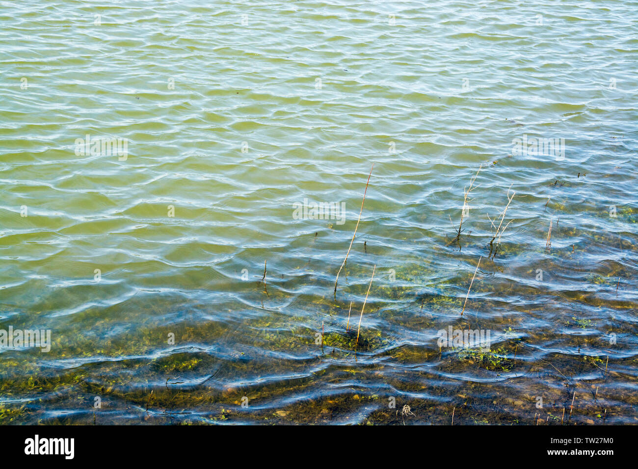 Waves formed by the wind on shallow water - 1 Stock Photo - Alamy