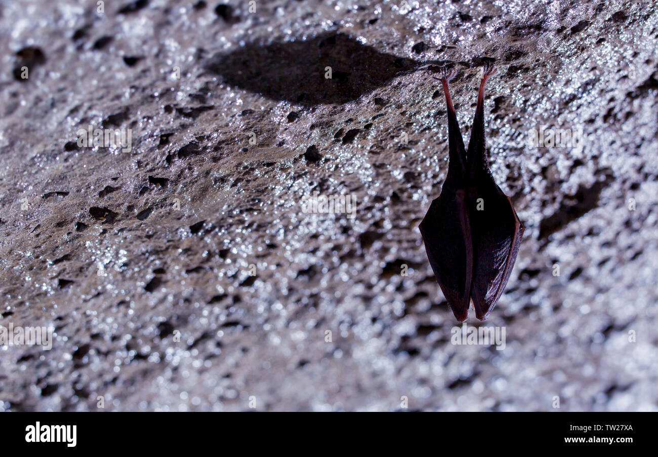 Close up small sleeping horseshoe bat covered by wings, hanging upside ...