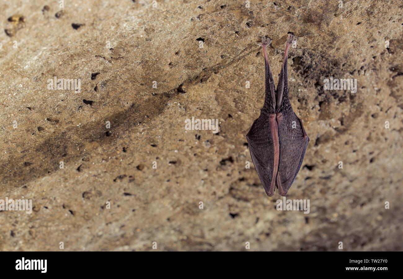 Close up small sleeping horseshoe bat covered by wings, hanging upside ...