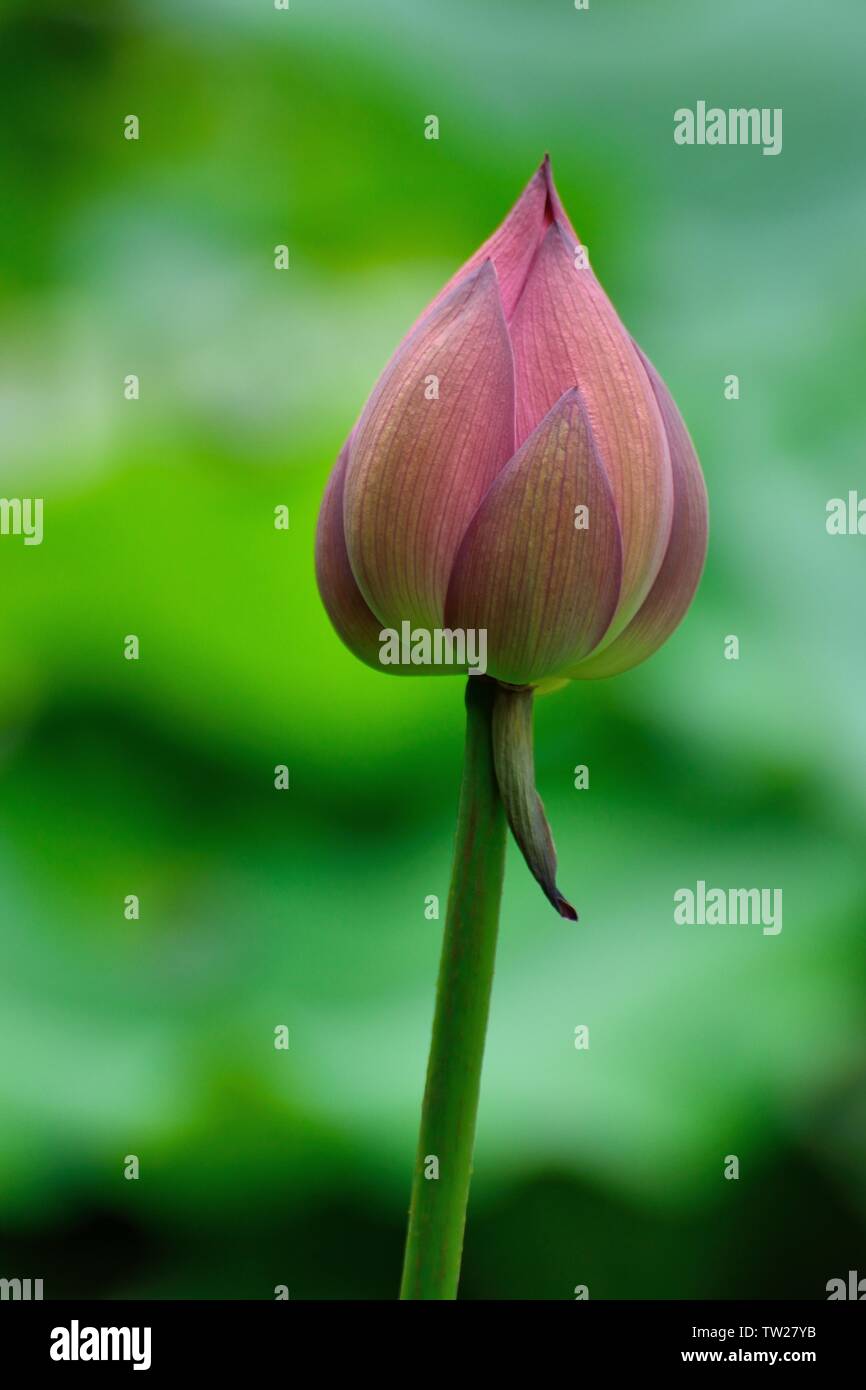 Foreign lotus genus hi-res stock photography and images - Alamy
