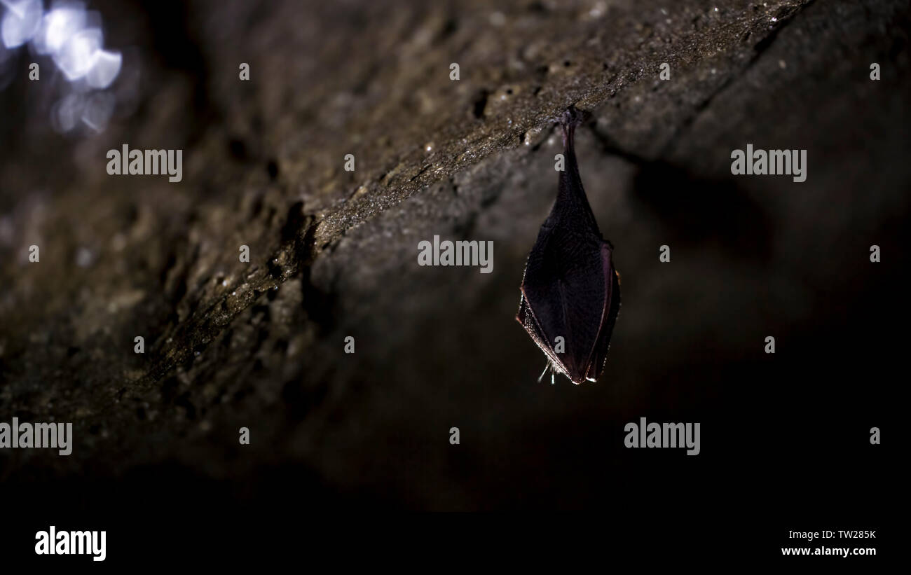 Close up small sleeping horseshoe bat covered by wings, hanging upside ...