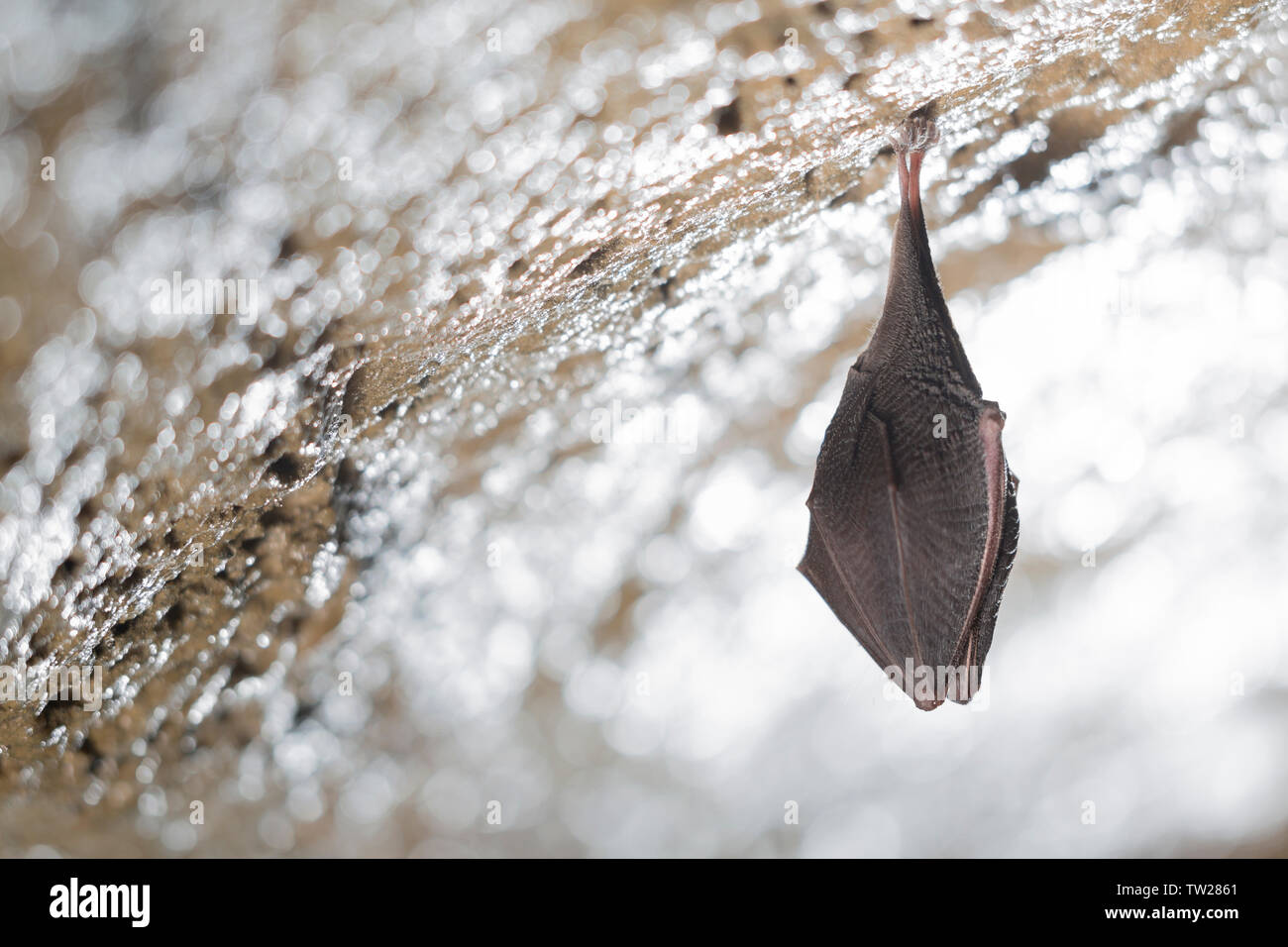 Close up small sleeping horseshoe bat covered by wings, hanging upside ...