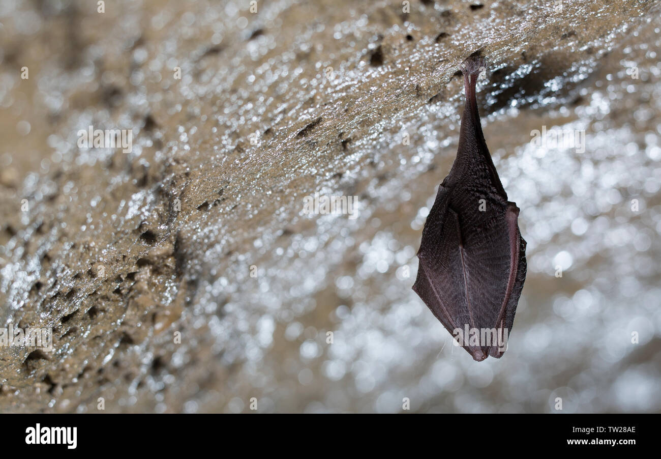 Close up small sleeping horseshoe bat covered by wings, hanging upside ...