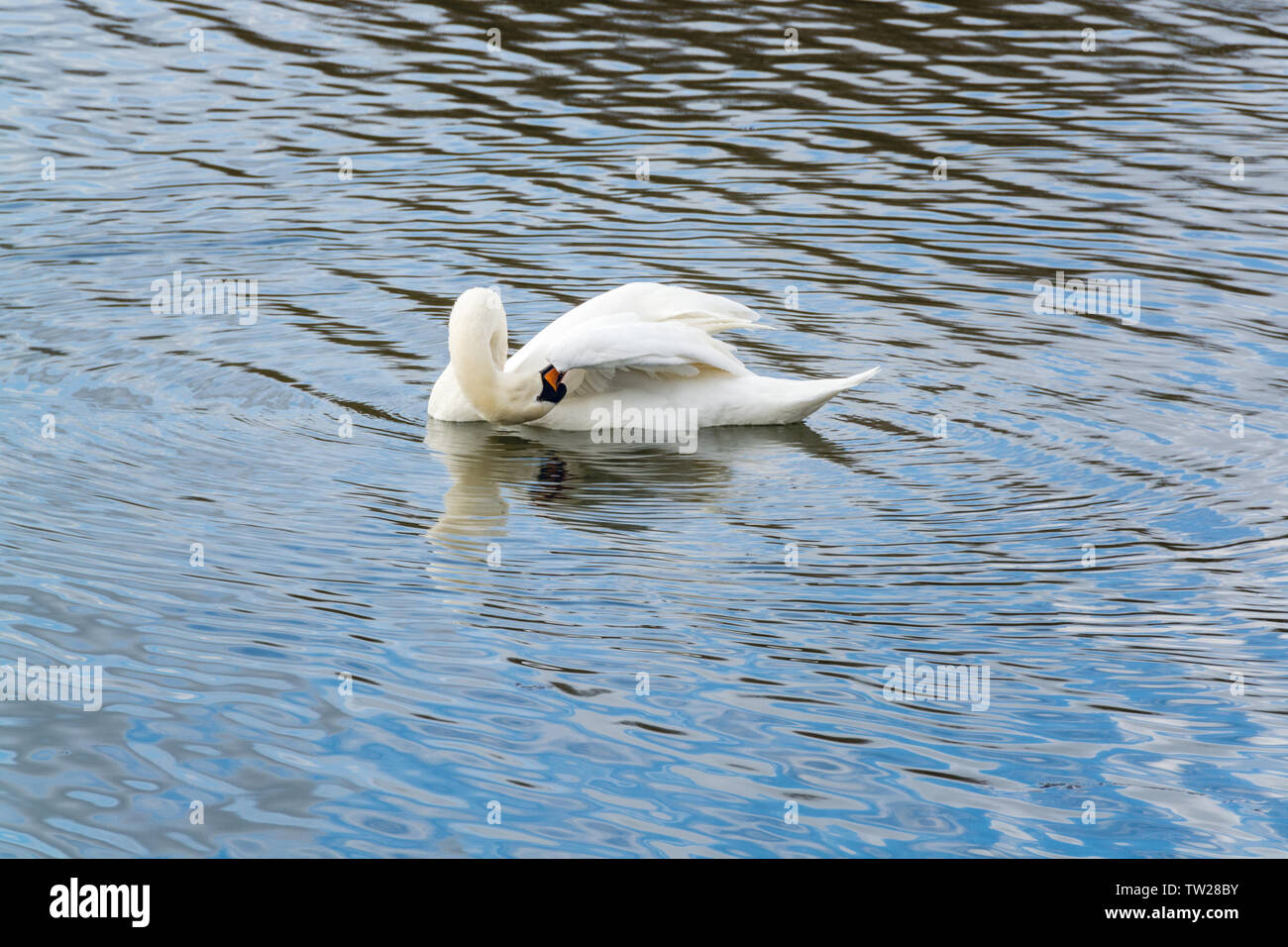 A swan cleaning itself in wavy water Stock Photo - Alamy