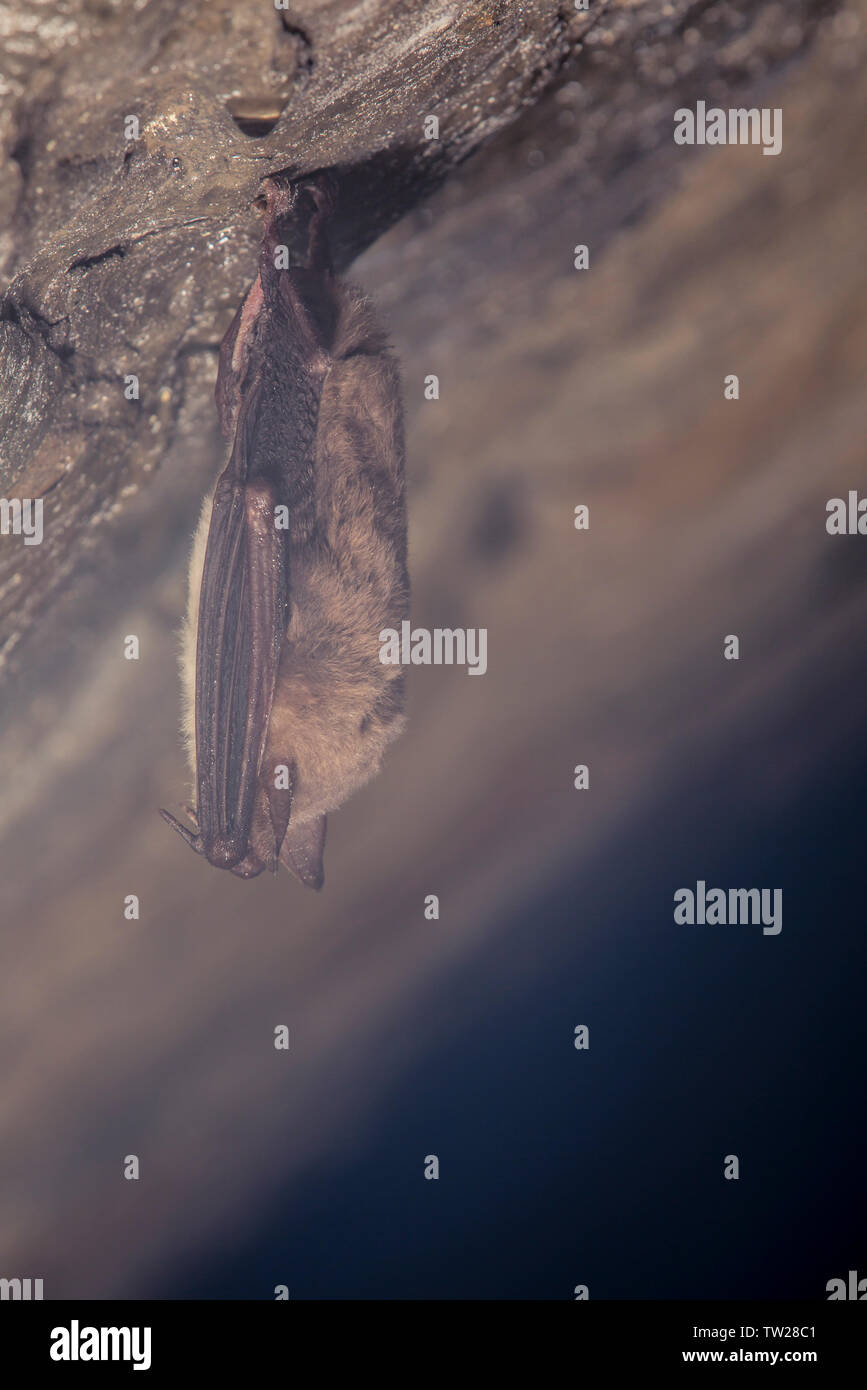 Close up strange animal Greater mouse-eared bat Myotis myotis hanging ...