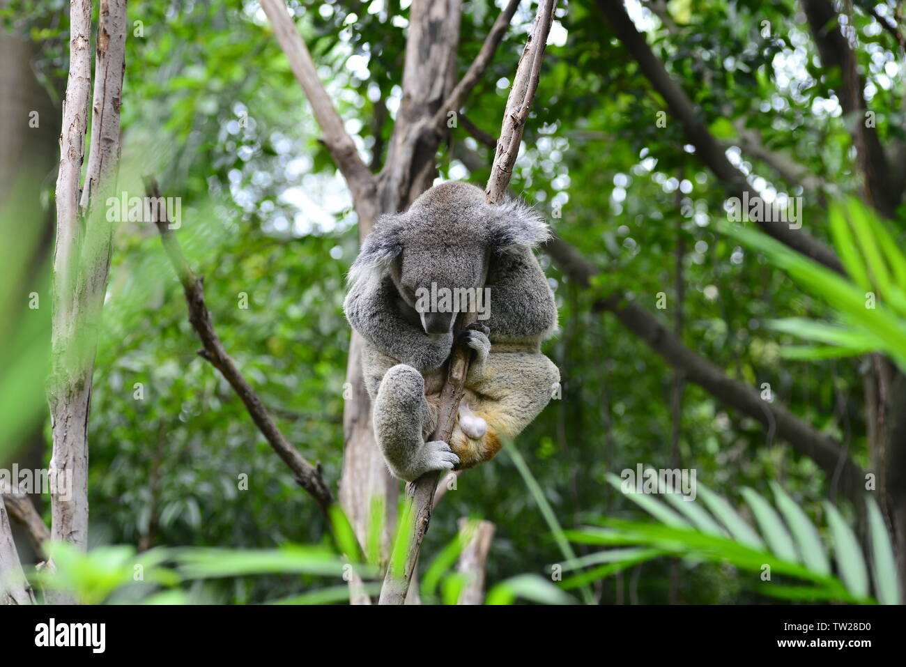 High-definition picture of safari animals Stock Photo - Alamy