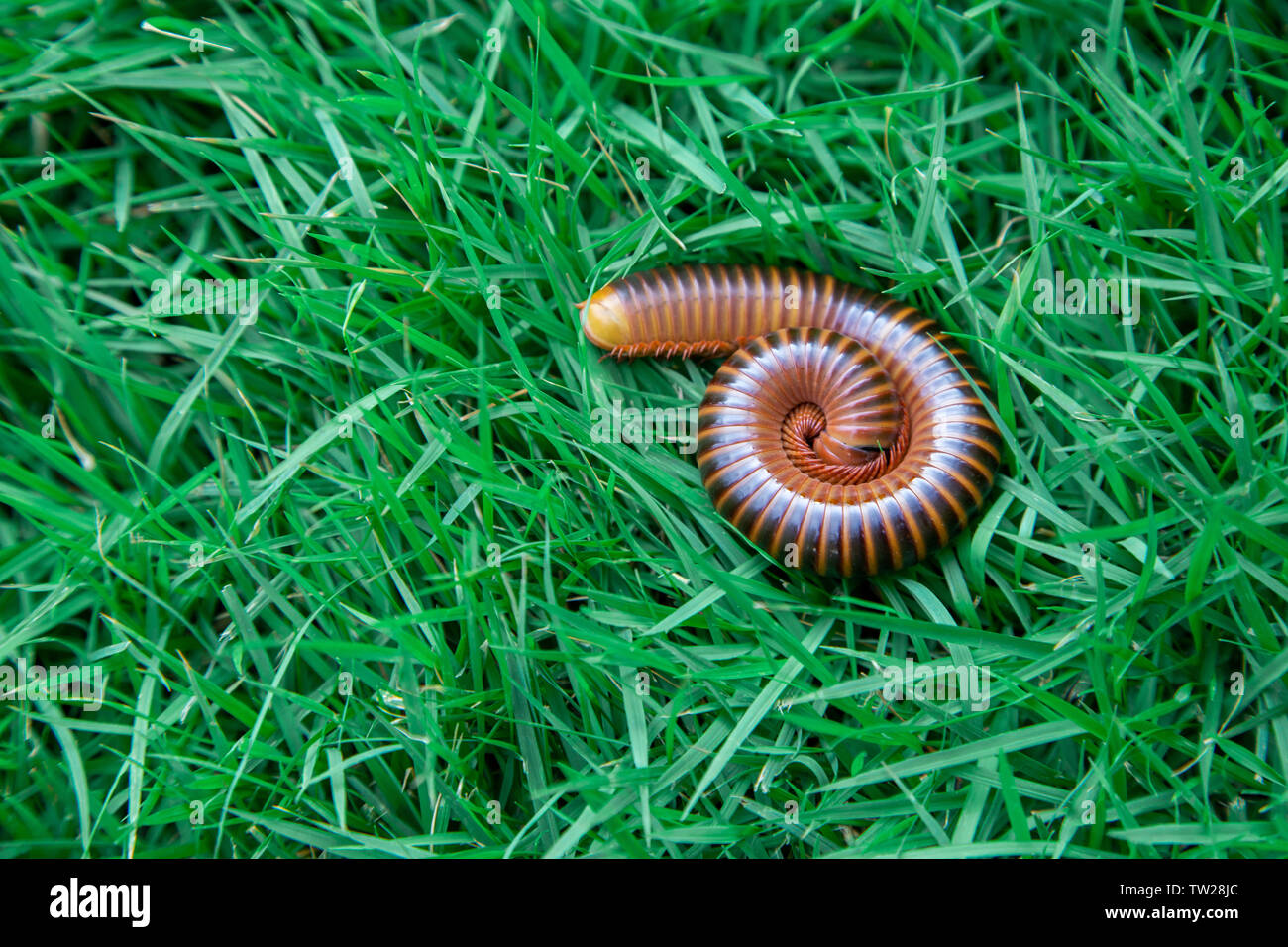 explorer nature millipede on wood stick with blur green background ...