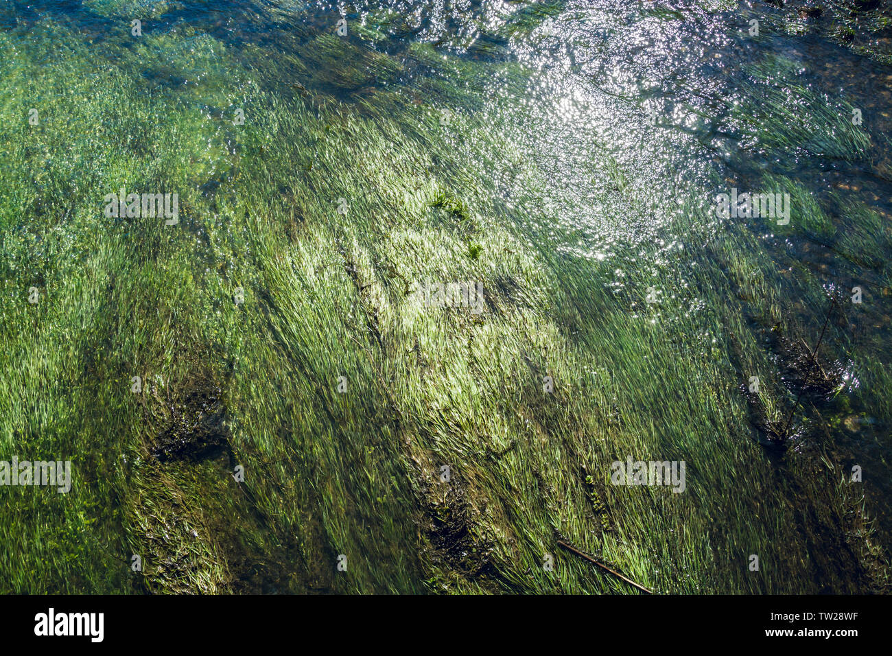 Algae and water-weed under the flowing shallow stream - 2 Stock Photo ...