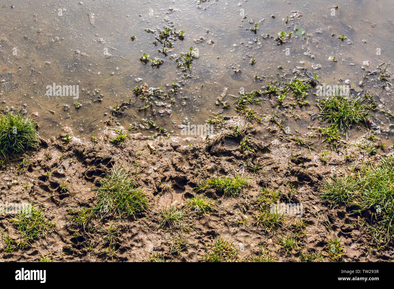 Swamp tracks hi-res stock photography and images - Alamy
