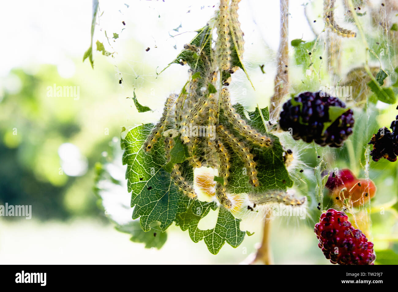 Caterpillars feed on mulberry leaves. Insect pests devour the green ...