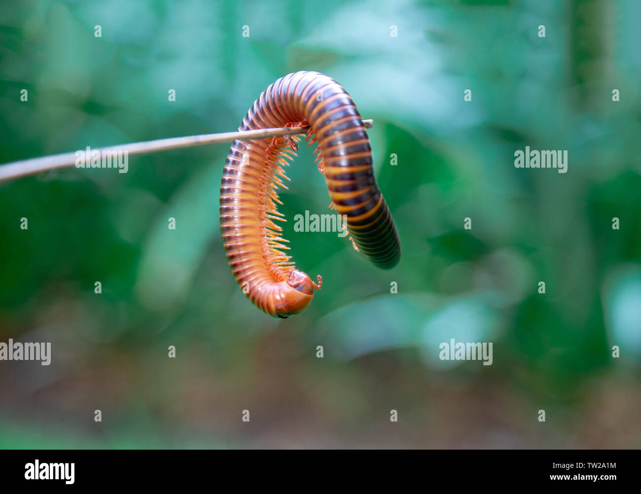 Millipede coil hi-res stock photography and images - Alamy