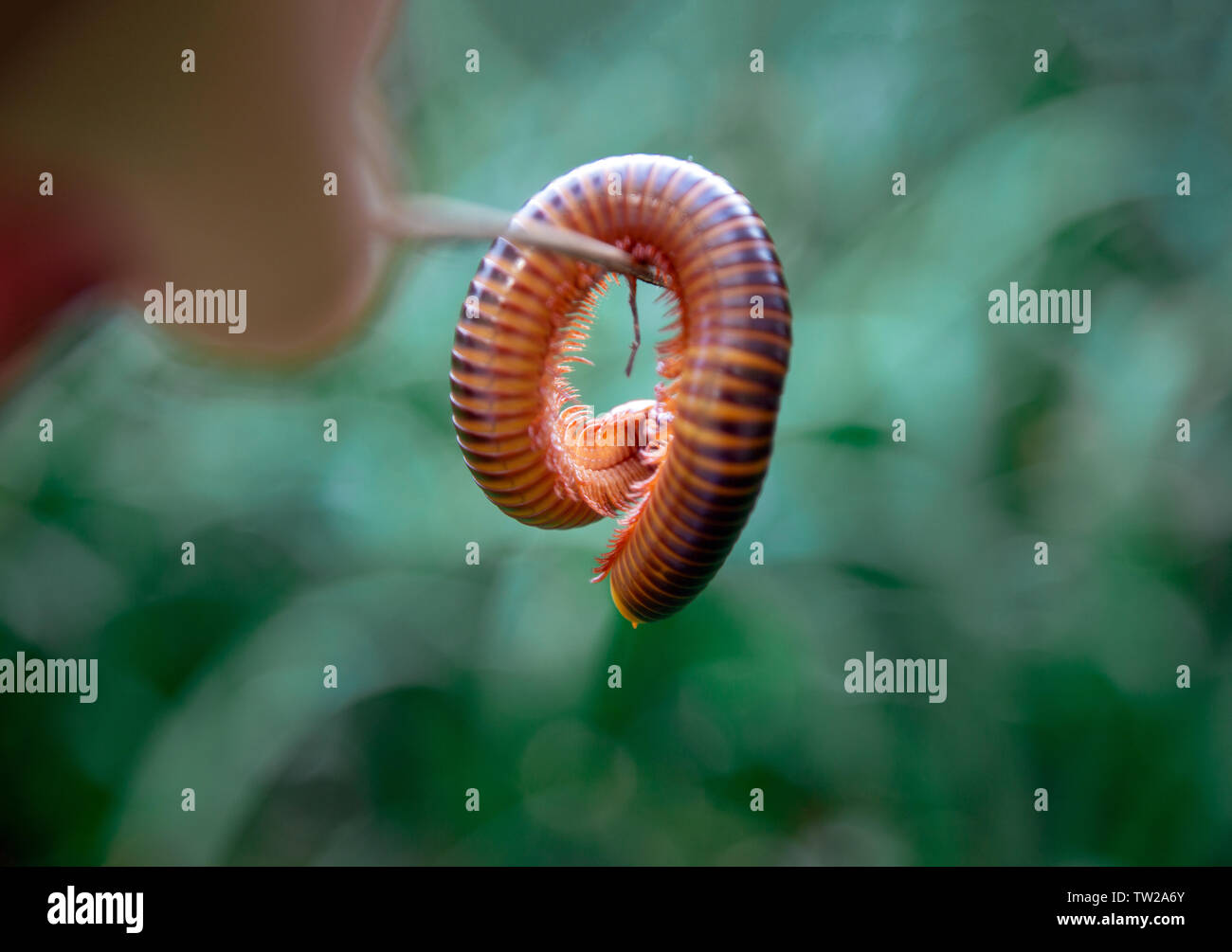 explorer nature millipede on wood stick with blur green background ...