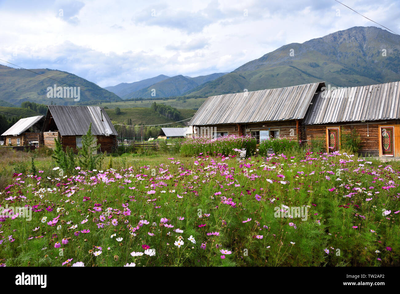 Altai trees up close hi-res stock photography and images - Alamy