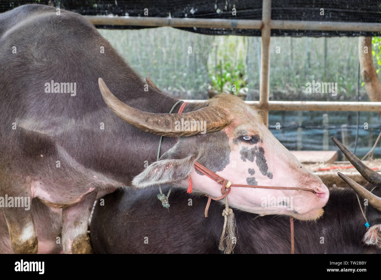 Buffalo abnormal white eyes pink body in stall Stock Photo - Alamy