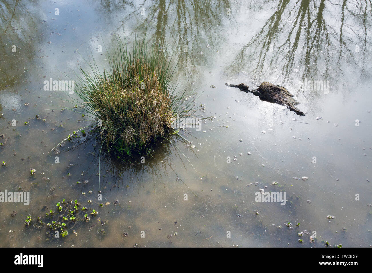 Light reflection on the surface of muddy pond in early spring Stock ...
