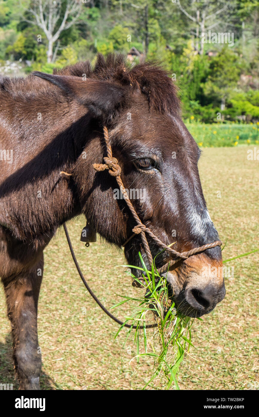 Mule brown chewing grass close up Stock Photo - Alamy