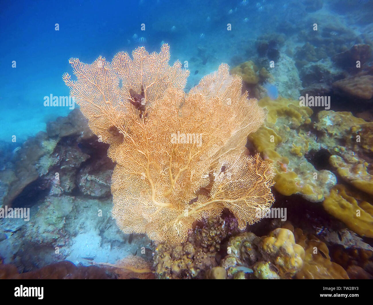 Coral rock around beach hi-res stock photography and images - Alamy