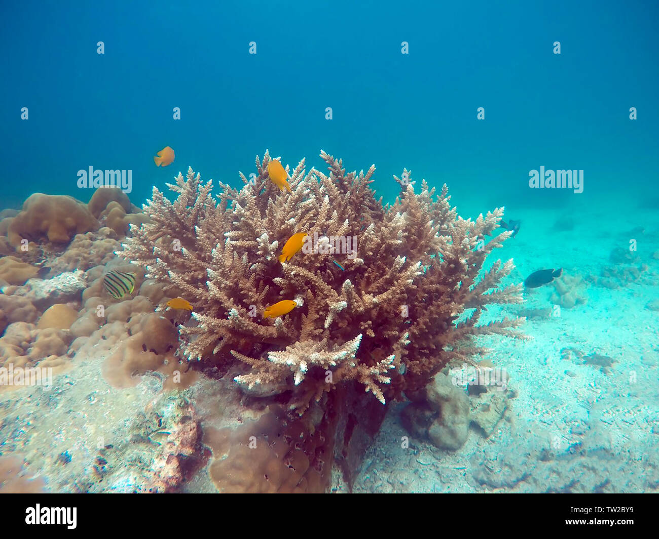 Small reef fish crowd hi-res stock photography and images - Alamy