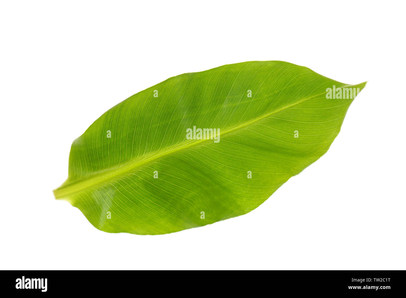 Single green leaf on white background Stock Photo - Alamy
