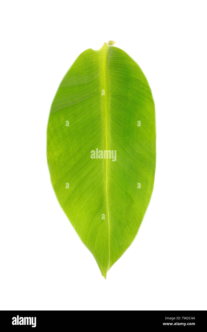Single green leaf on white background Stock Photo - Alamy