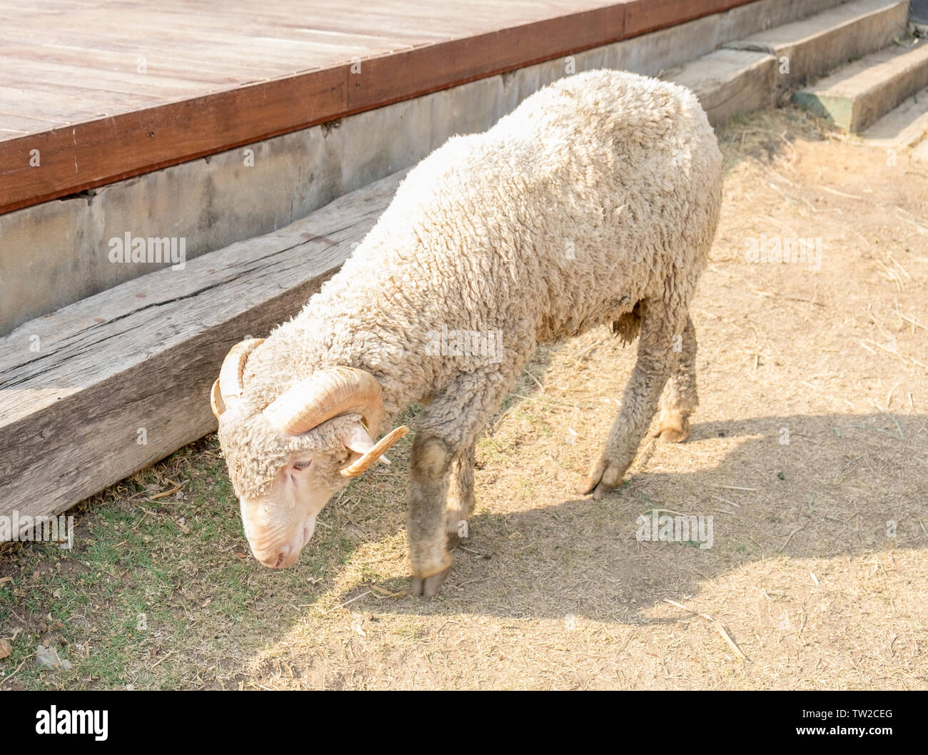 Sheep roll horn walking in farm Stock Photo - Alamy