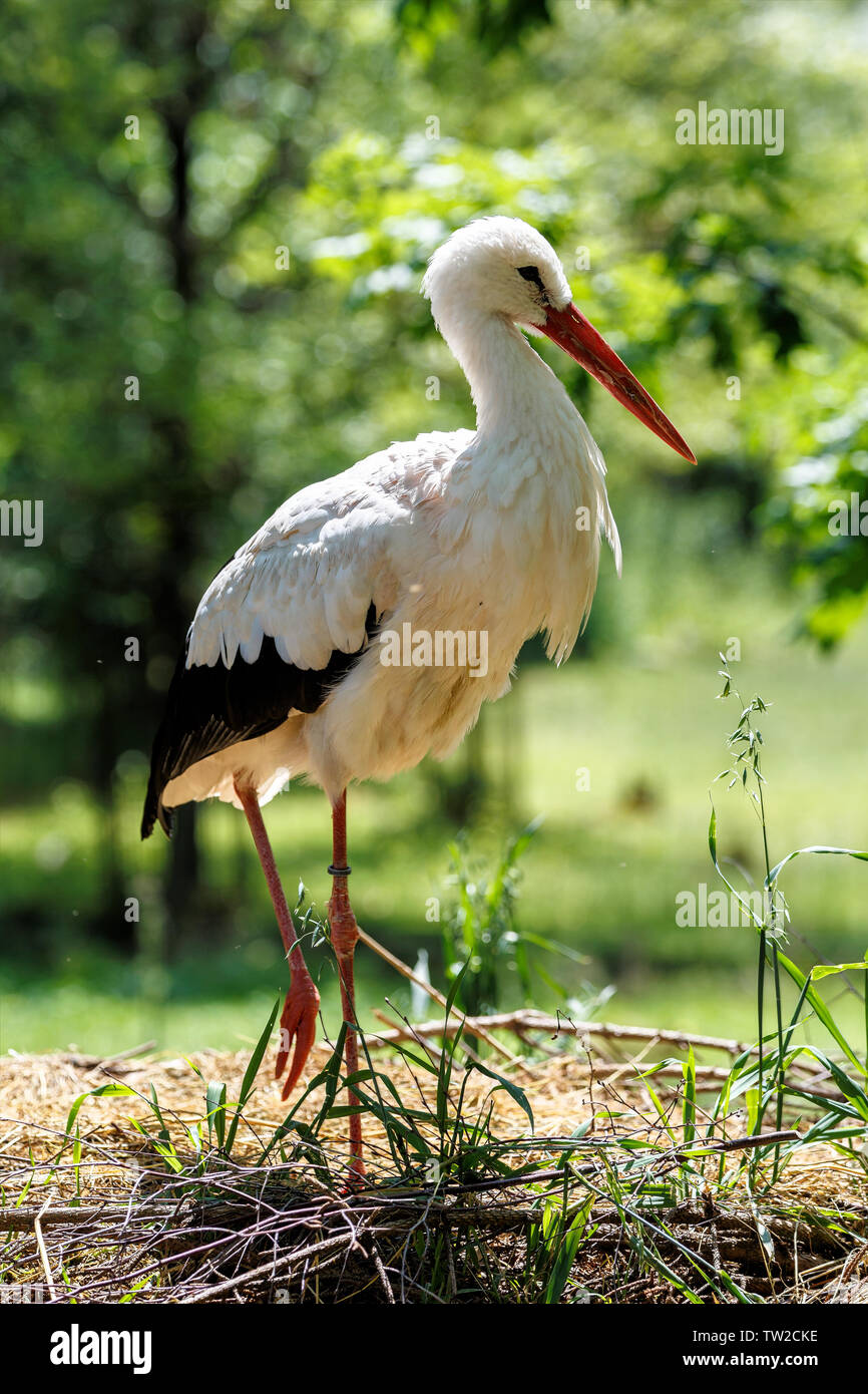The European white stork, Ciconia ciconia is a large bird in the stork ...