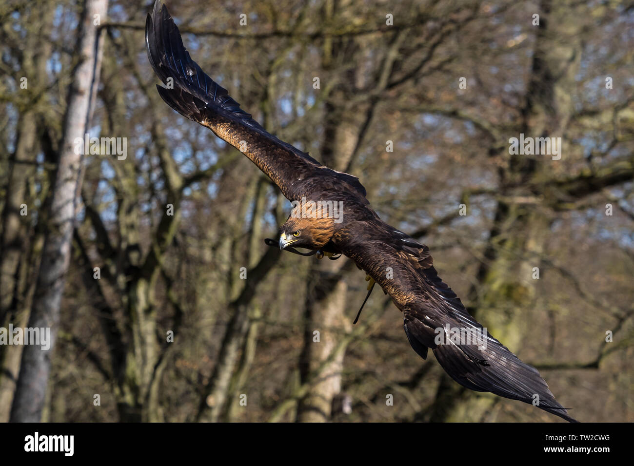 The golden eagle, Aquila chrysaetos is one of the best-known birds of ...