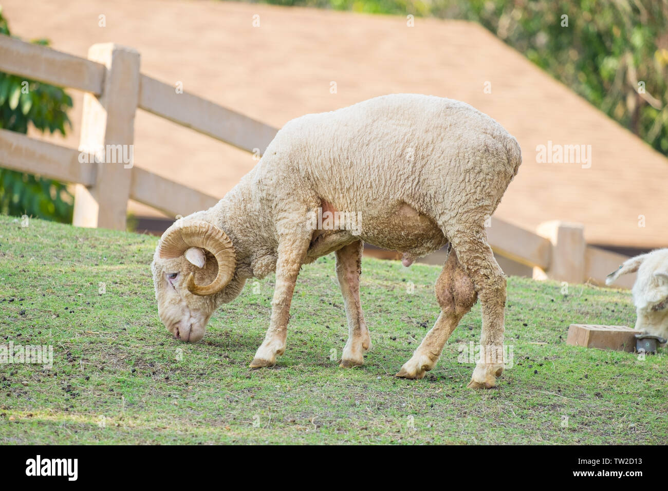 Sheep roll horn graze in farm Stock Photo - Alamy