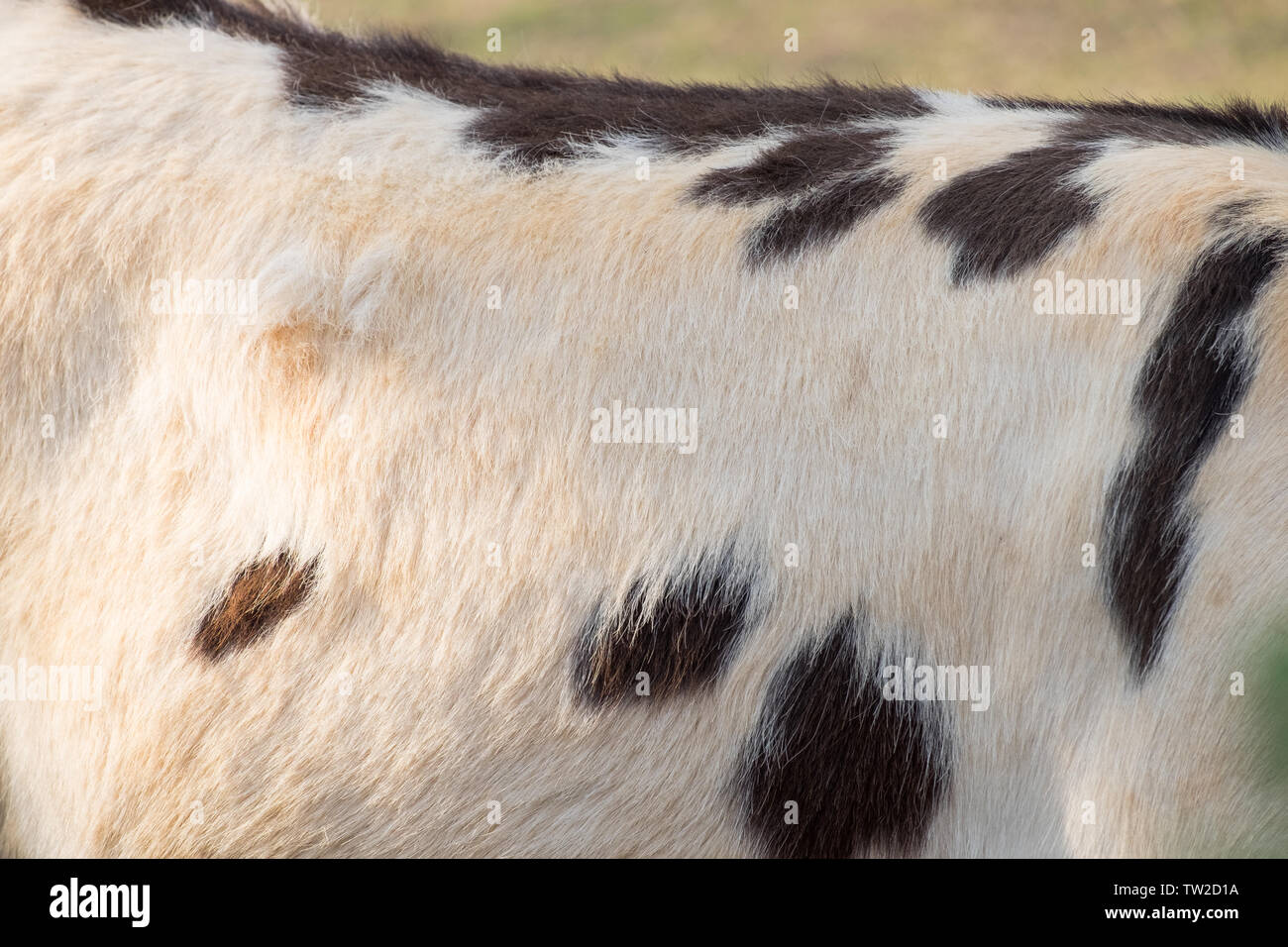 Wool back mule closeup sunlight Stock Photo - Alamy