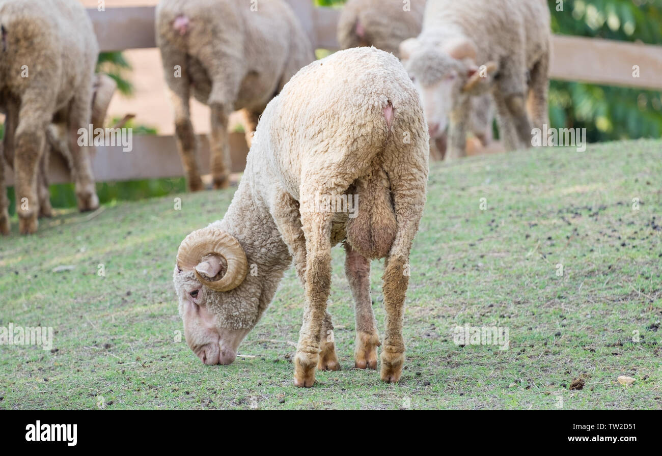 Closeup head ram sheep horn white wool hi-res stock photography and ...