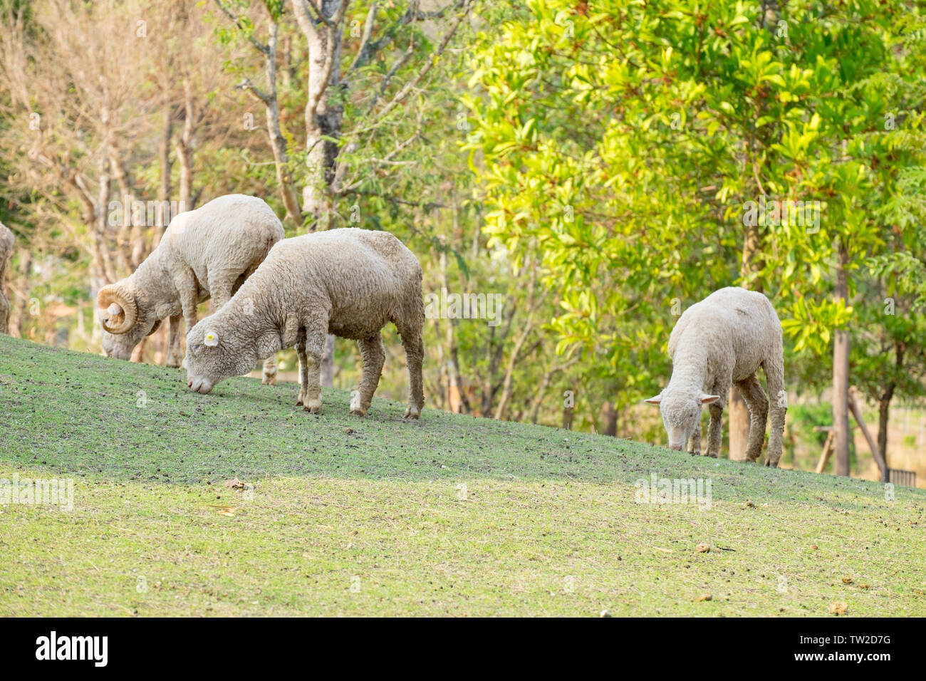 Group sheep standing slope farm Stock Photo - Alamy