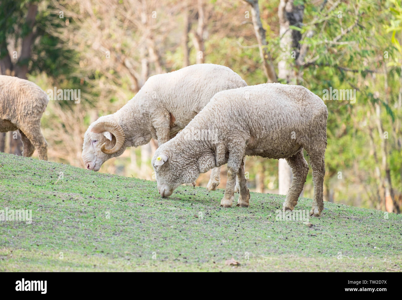 Group sheep standing slope farm Stock Photo - Alamy