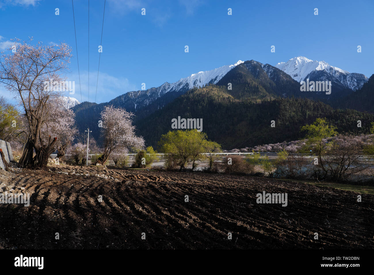 Lin zhi hi-res stock photography and images - Alamy