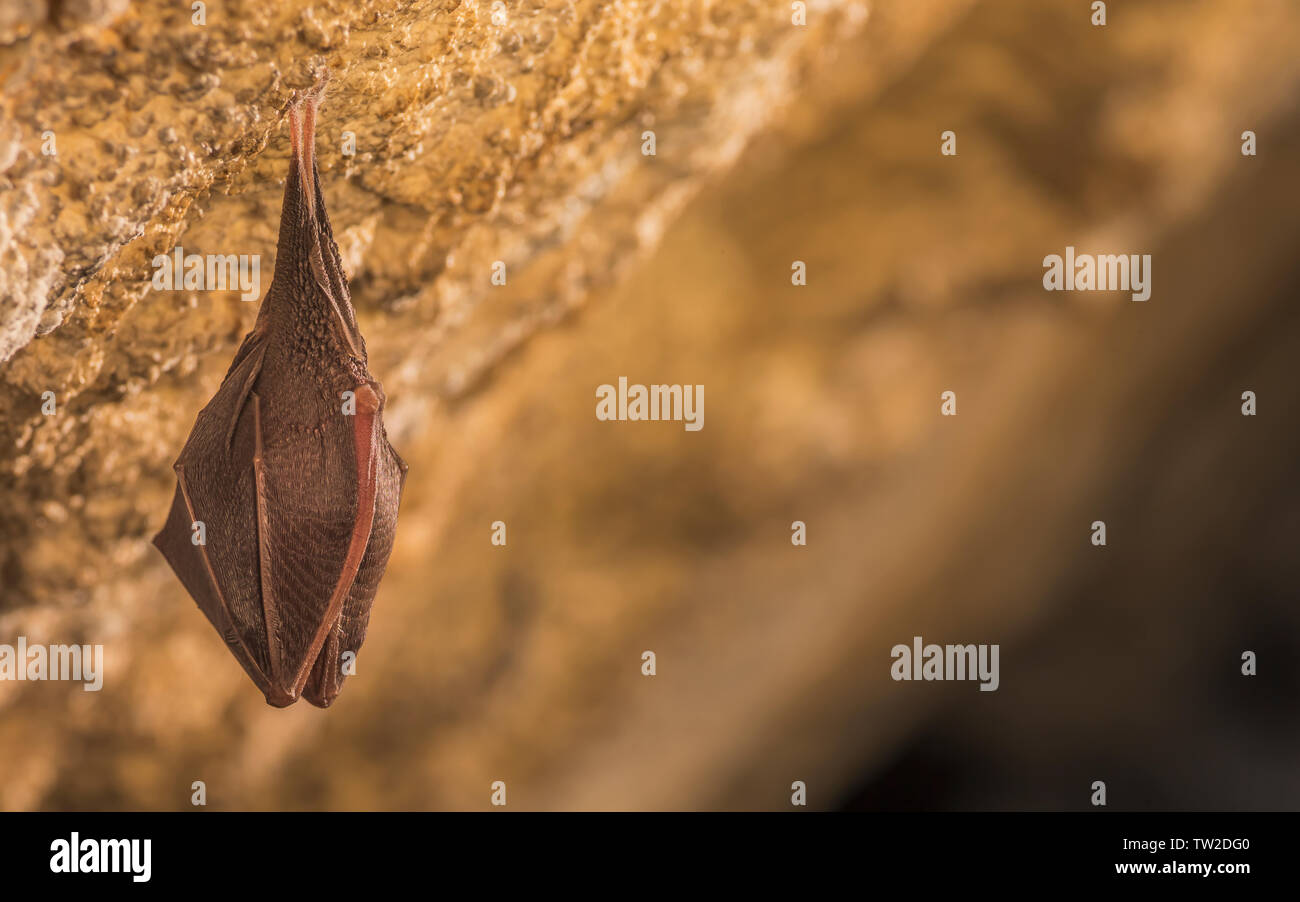Close up small sleeping horseshoe bat covered by wings, hanging upside ...