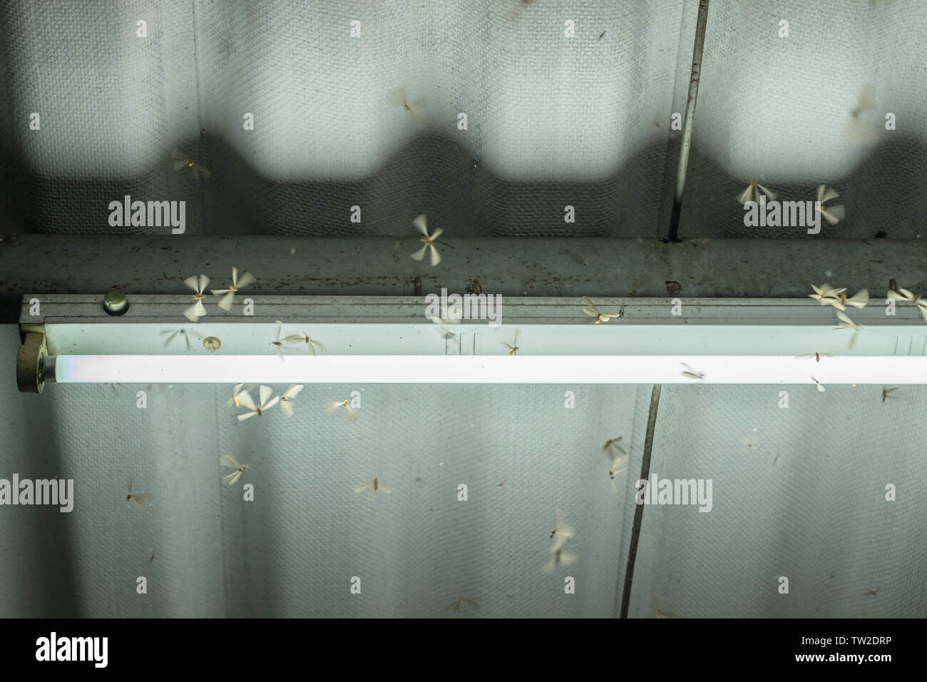 Termite crowd flying around lamp lighting front house Stock Photo - Alamy