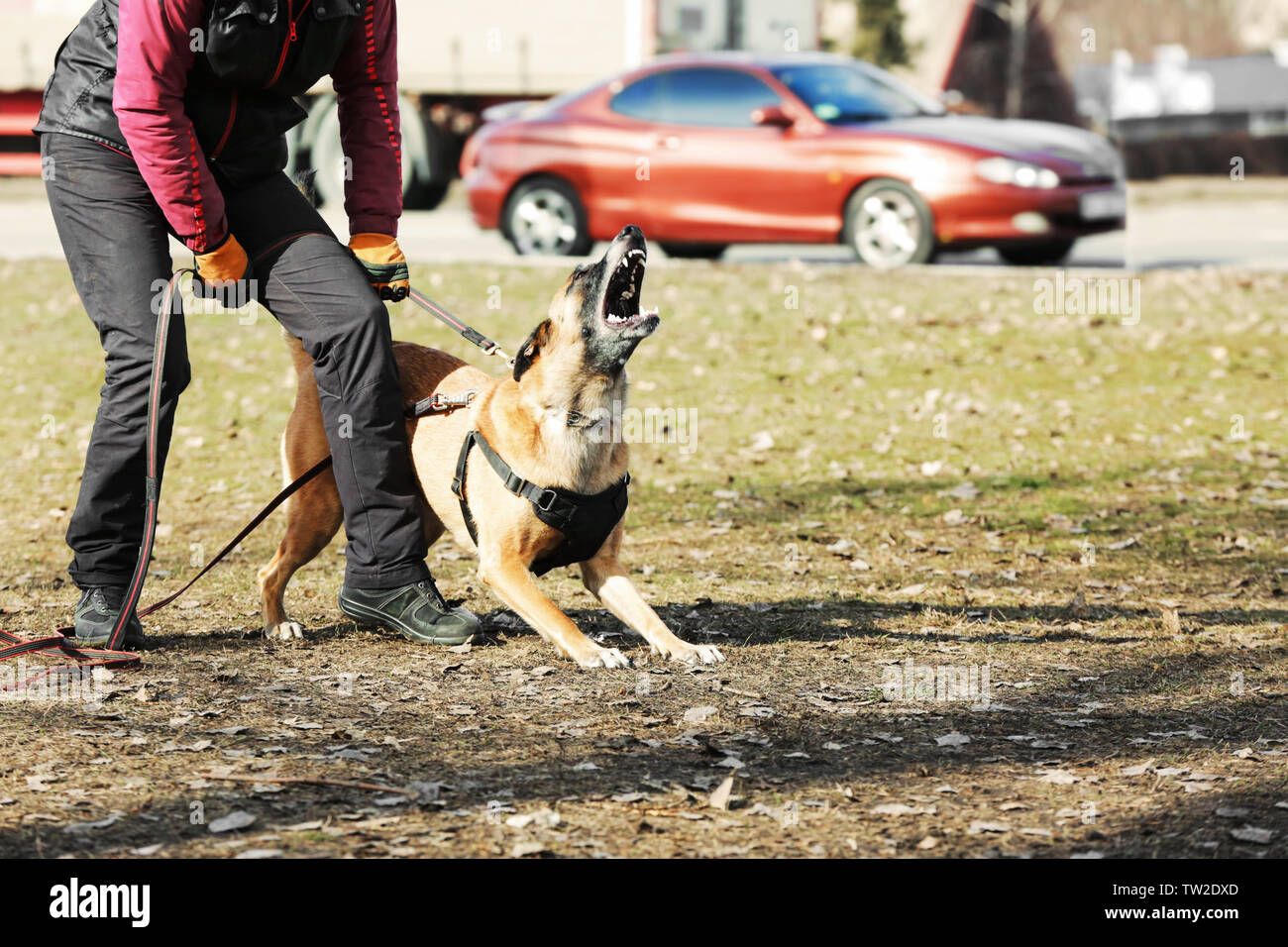 Training of working dog outdoors Stock Photo - Alamy