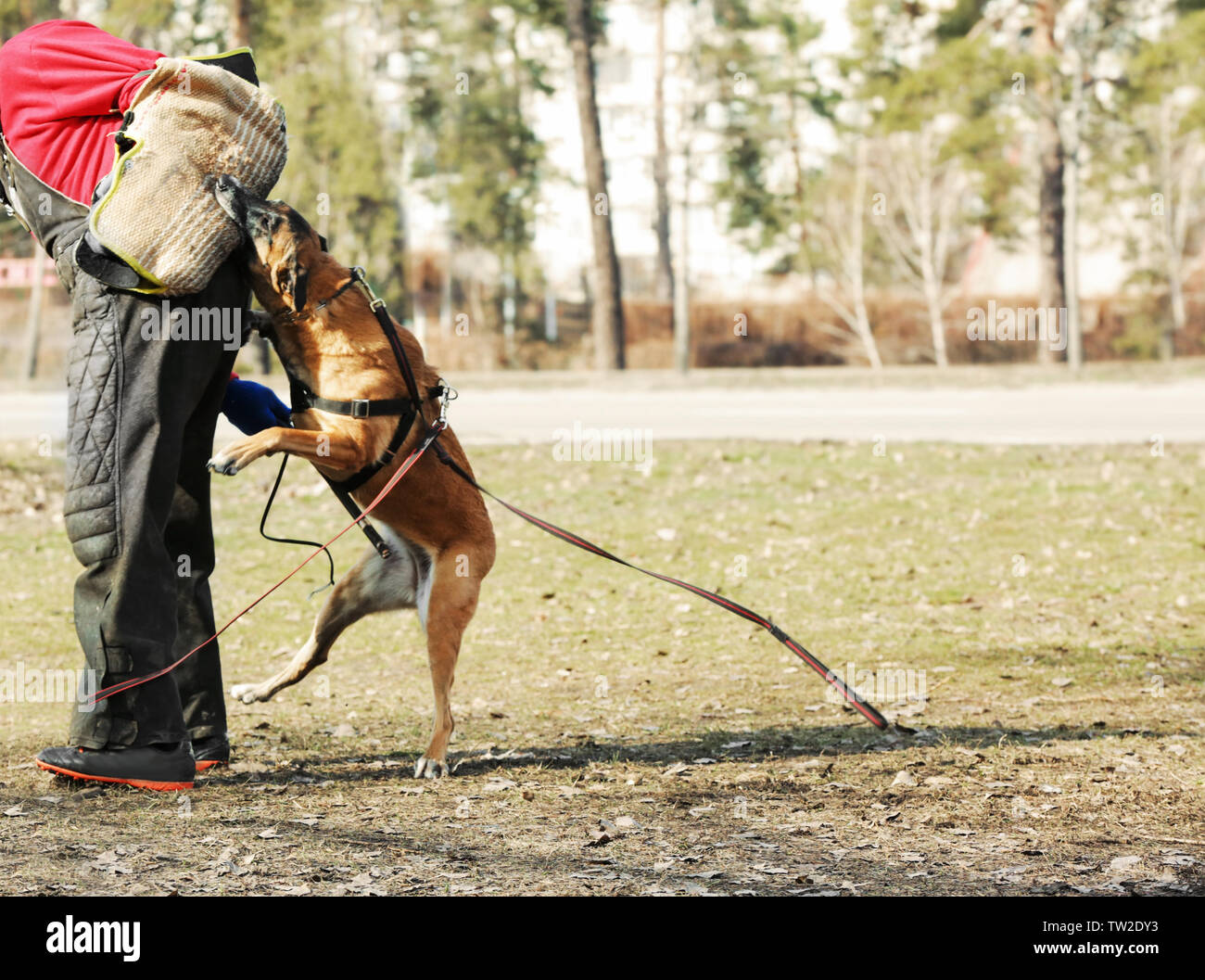 Training of working dog outdoors Stock Photo - Alamy