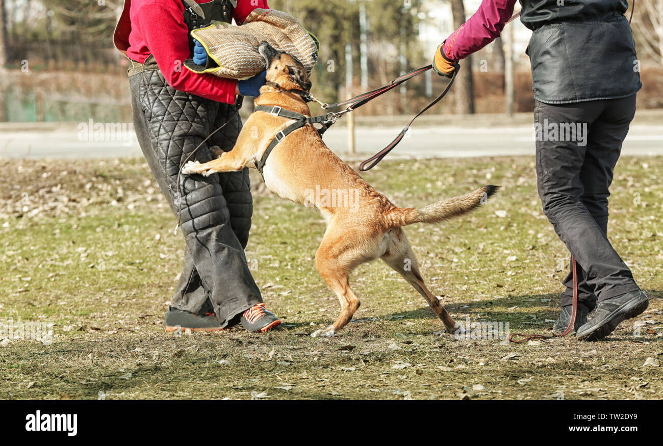 Training of working dog outdoors Stock Photo - Alamy