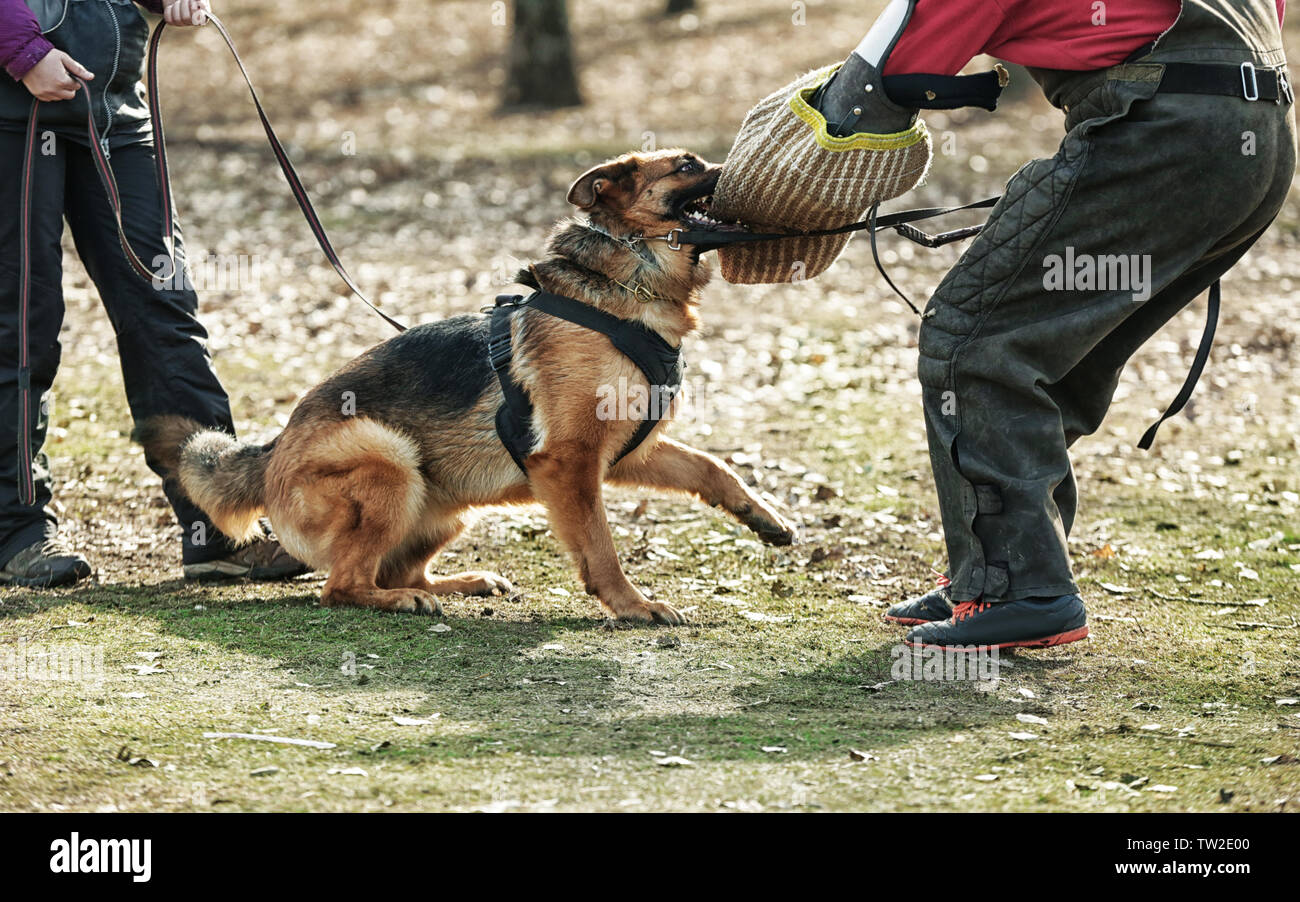 Training of working dog outdoors Stock Photo - Alamy