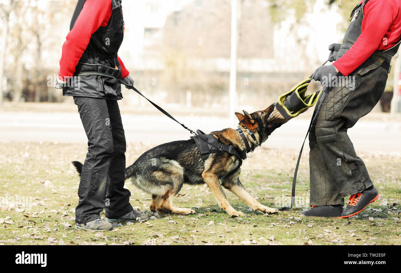 Training of working dog outdoors Stock Photo - Alamy