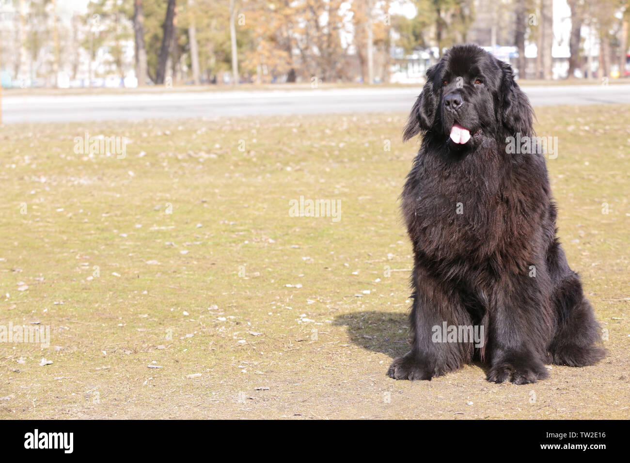 Black Newfoundland dog outdoors Stock Photo - Alamy