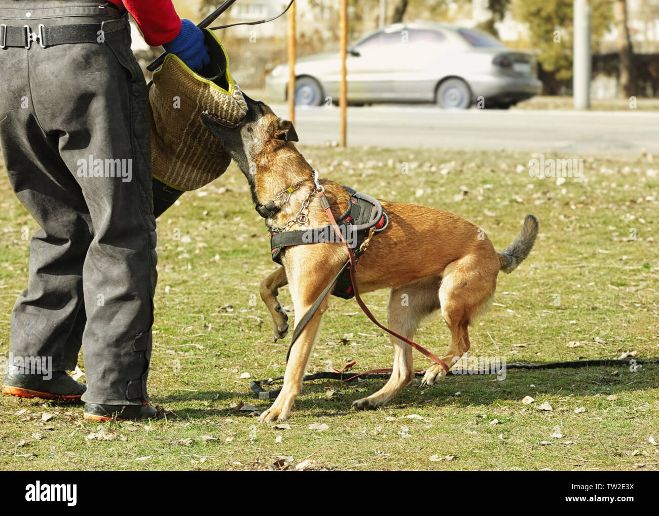 Training of working dog outdoors Stock Photo - Alamy